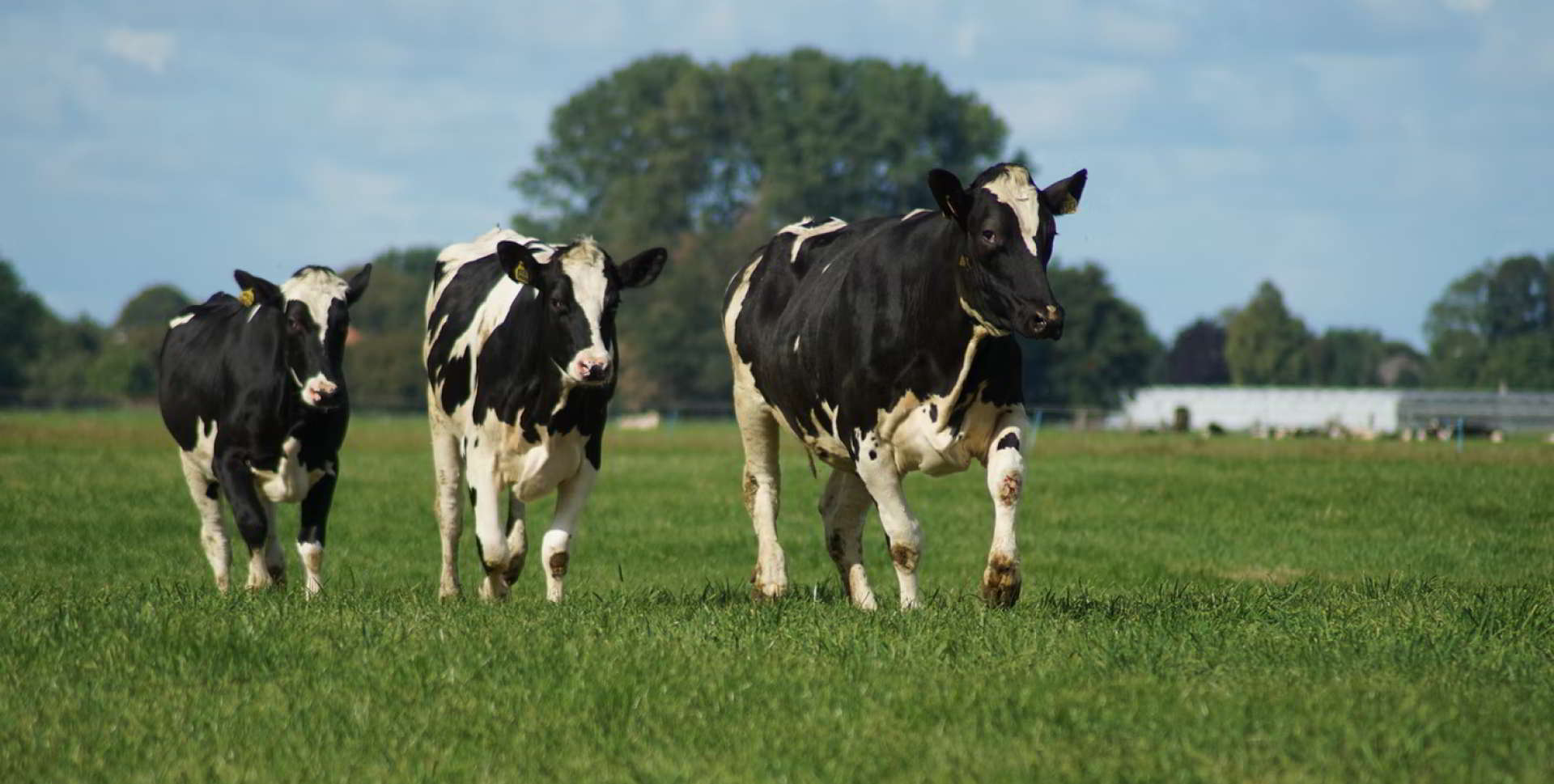 Leocata Mangimi SpA - diamo valore al nutrimento!
